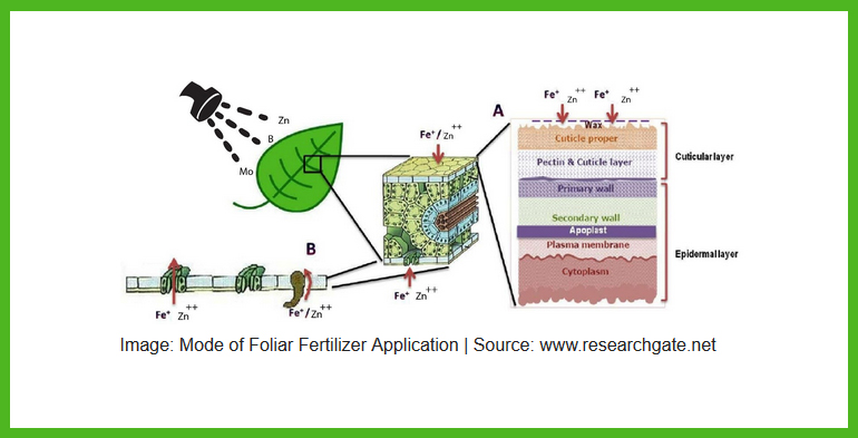 Welcome to Agrilife24 - Impact of Spraying Foliar Fertilizer on Crop ...